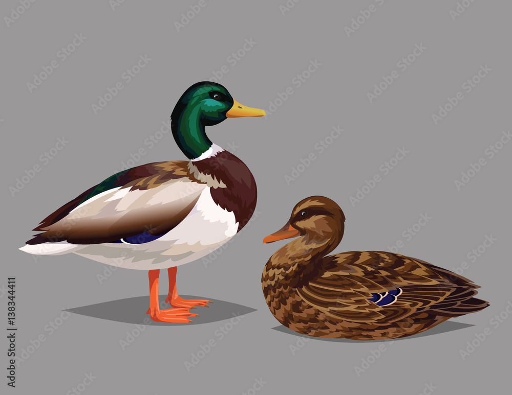 Realistic birds Wild Ducks isolated on a grey background. Stock Vector ...
