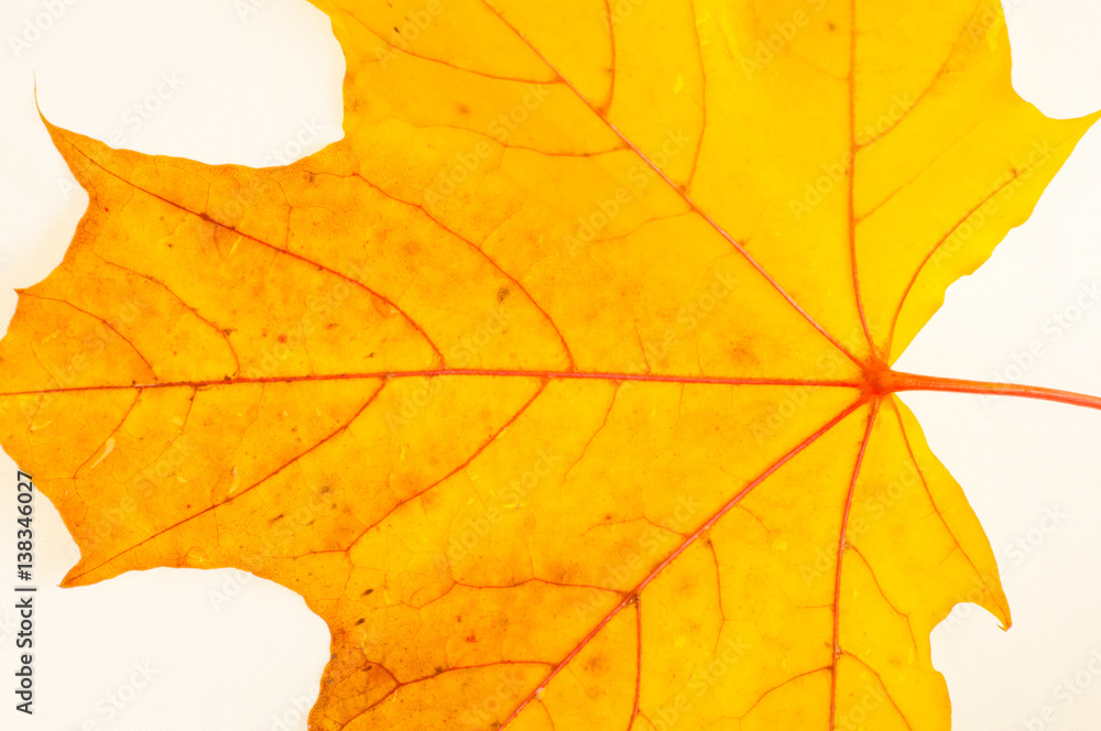 Texture, pattern, background. Autumn leaves on a tree, Maple leaves ...