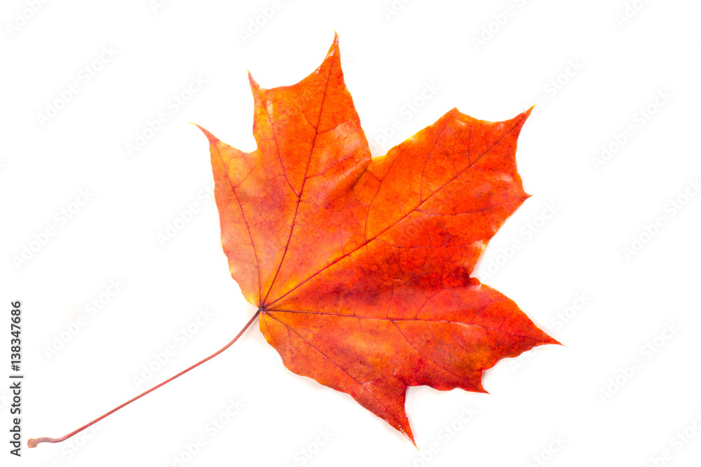 Texture, pattern, background. Autumn leaves on a tree, Maple leaves ...