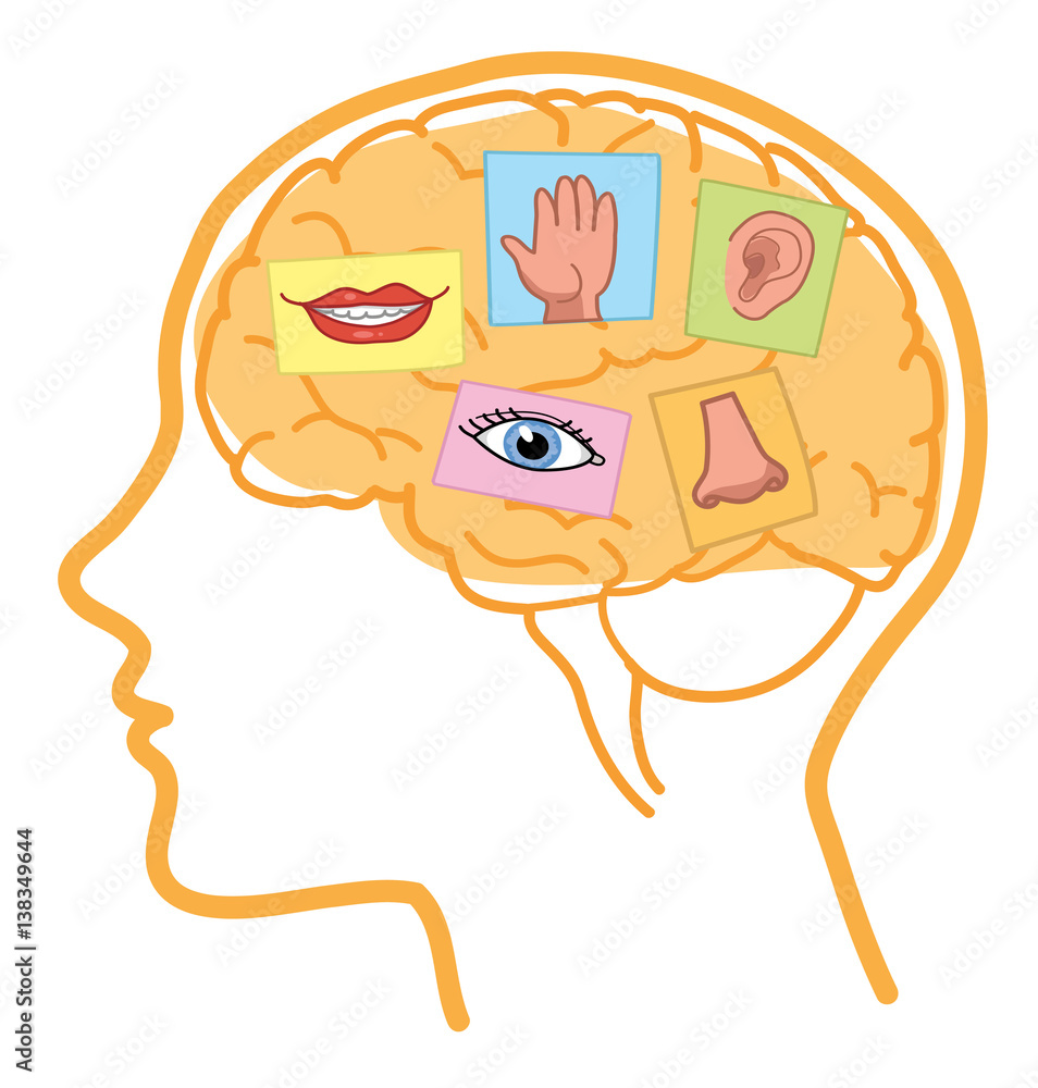 Senses illustration. Sight, hearing, taste, smell and touch in human ...