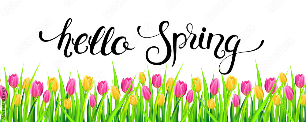 Hello spring banner with handwritten calligraphy lettering and tulips ...
