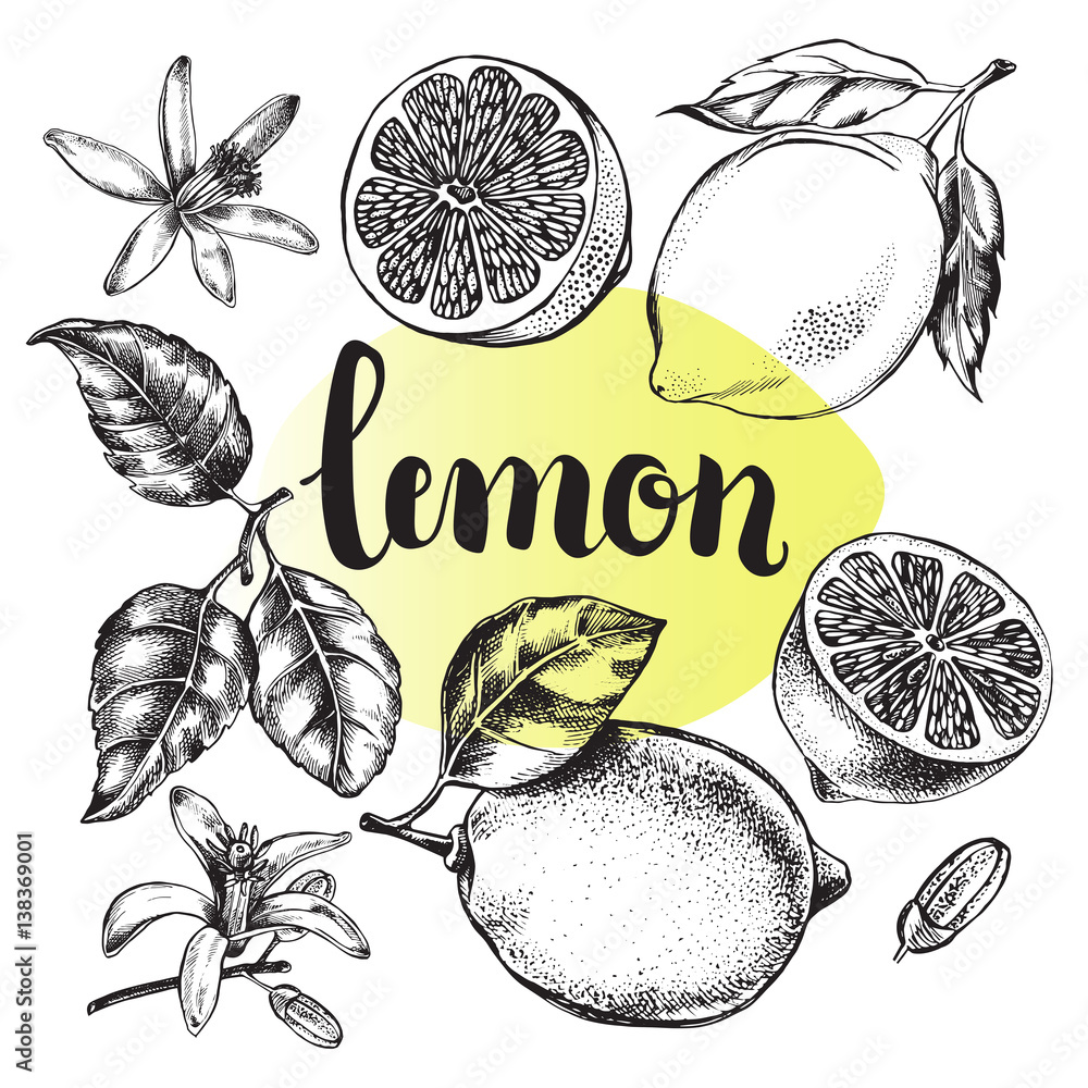 Ink hand drawn lemon set with brush calligraphy style lettering. Citrus ...