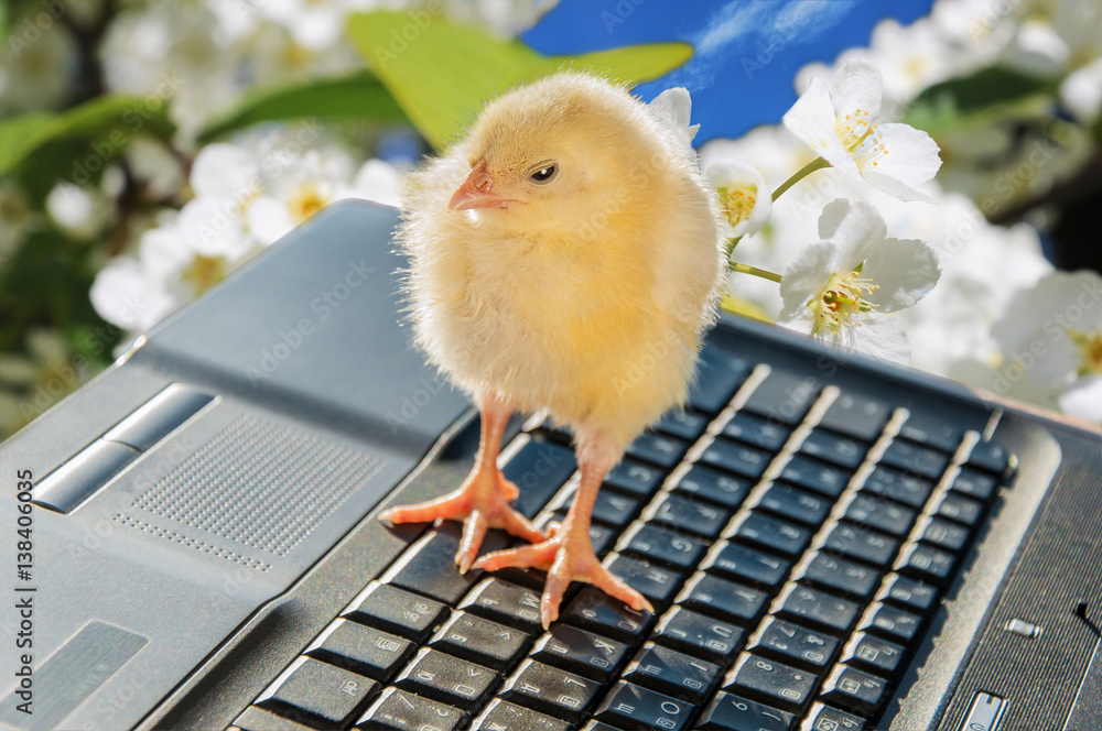 Newborn little chicken and laptop Stock Photo | Adobe Stock