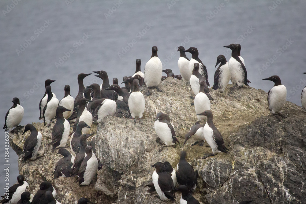 Foto de Planar rookery of common murres (dominate) and separate thick ...