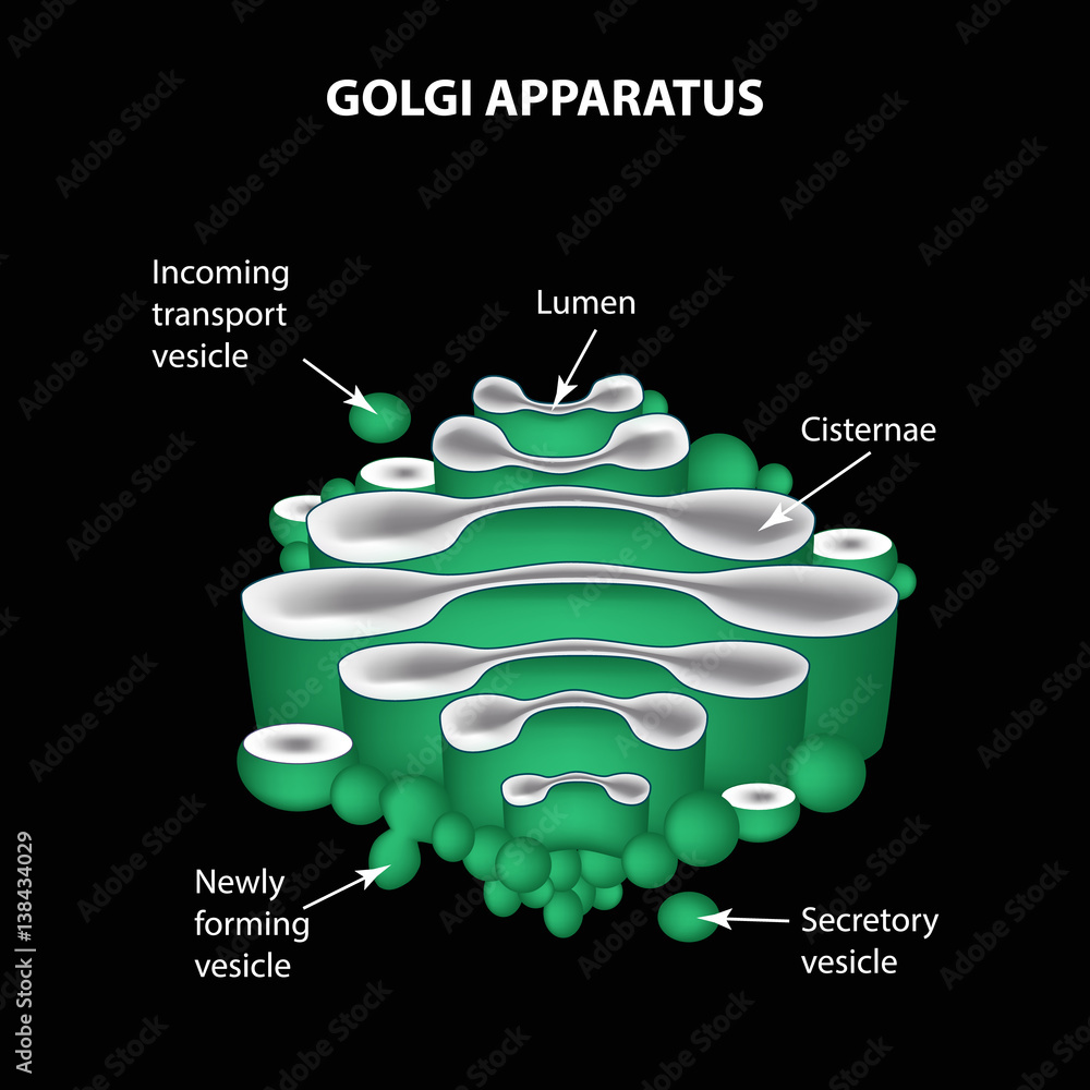 The structure of the Golgi apparatus. Infographics. Vector illustration ...