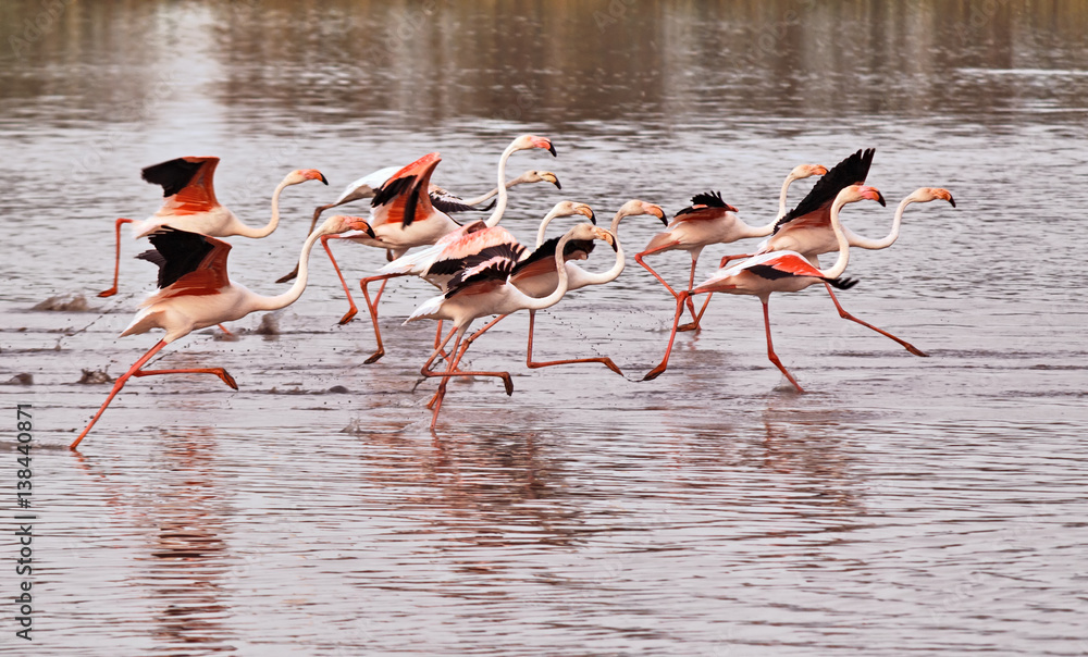 FLamingos running on water Stock Photo | Adobe Stock