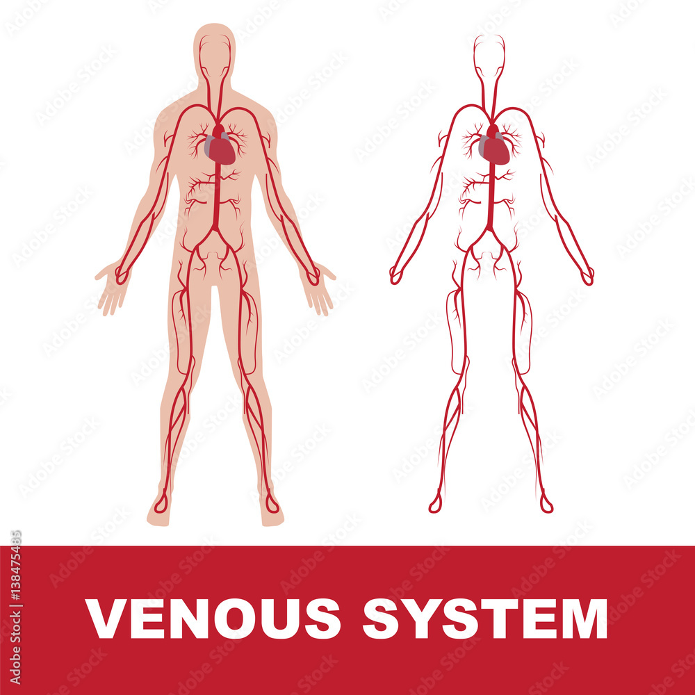 vector illustration of human venous system isolated on white Stock ...