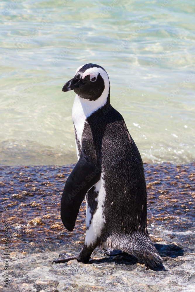 A Penguin in the Wild Stock Photo | Adobe Stock