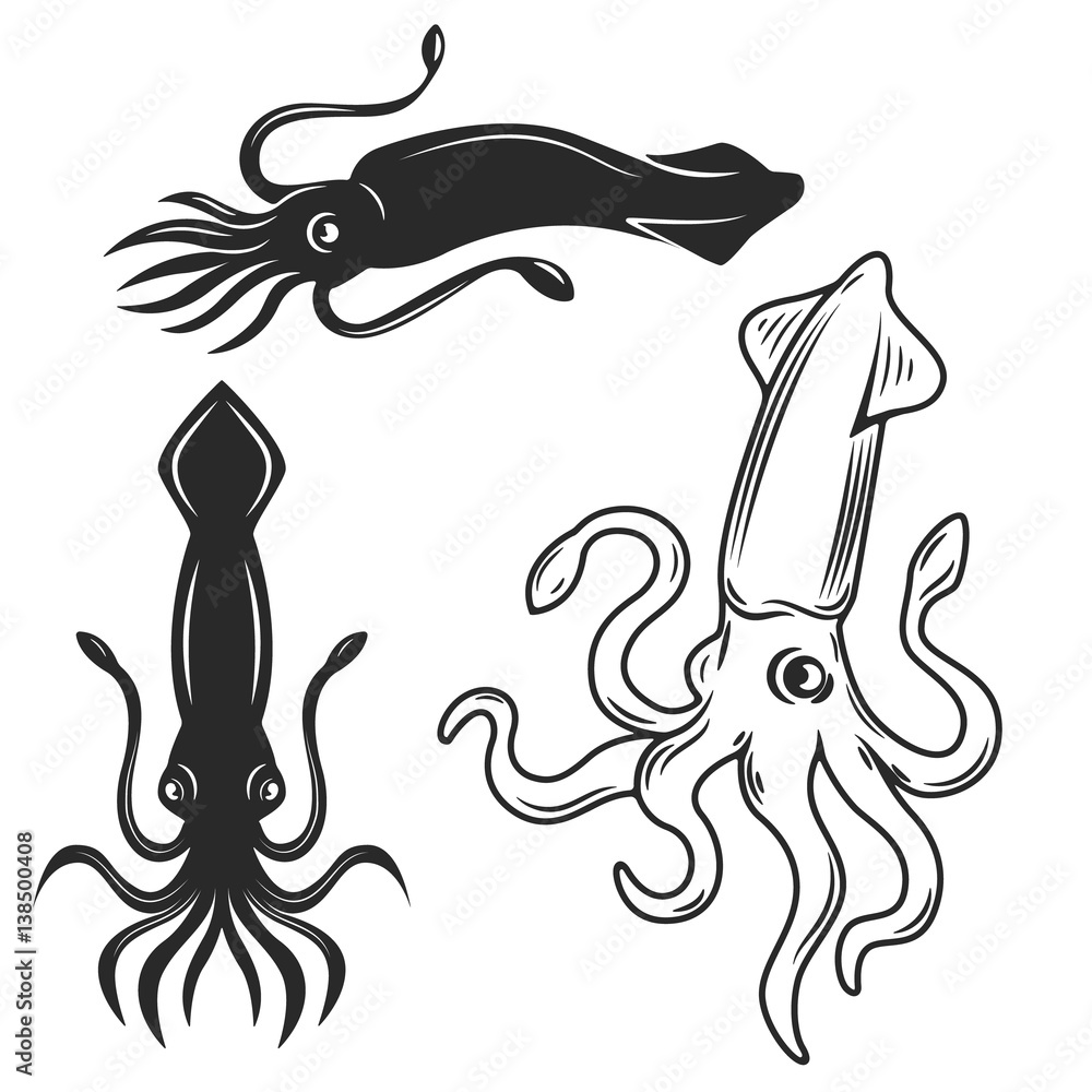 Set of the squid illustrations isolated on white background. Design ...