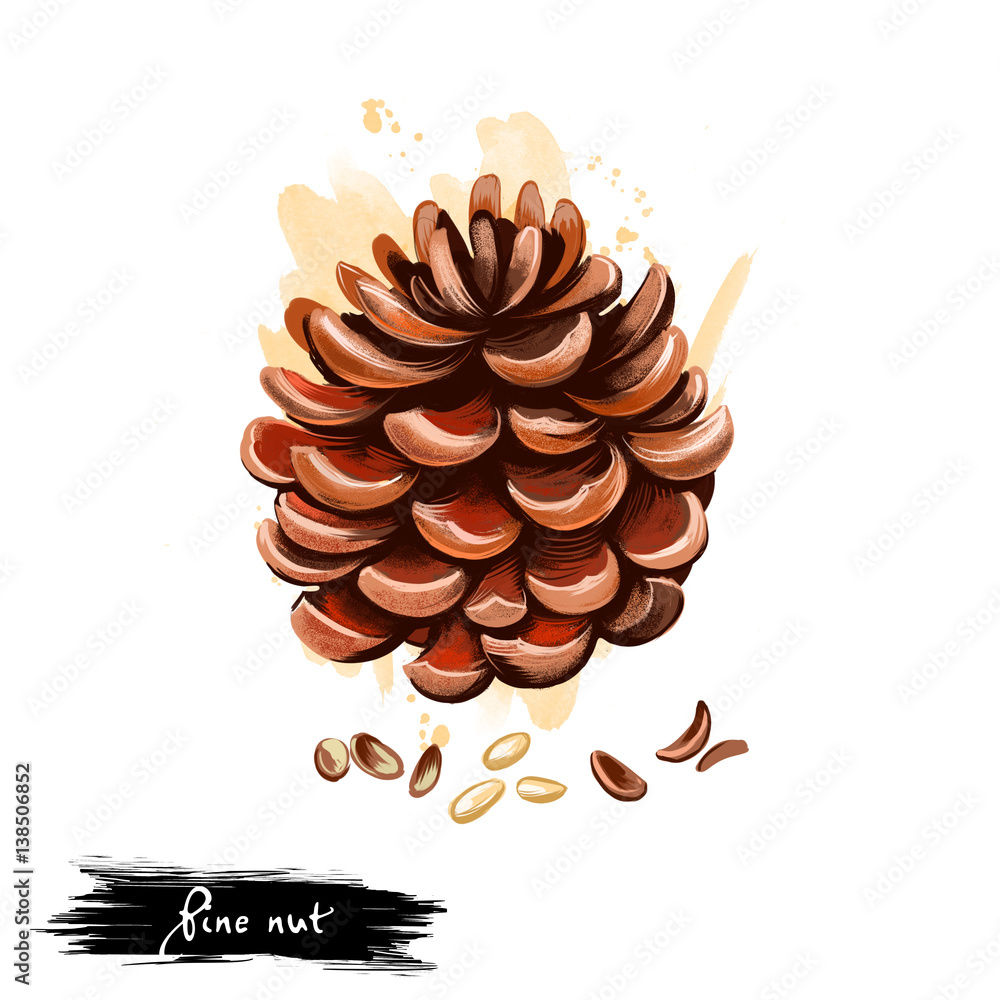 Hand drawn illustration of Pine nuts with stone pine cone isolated on ...