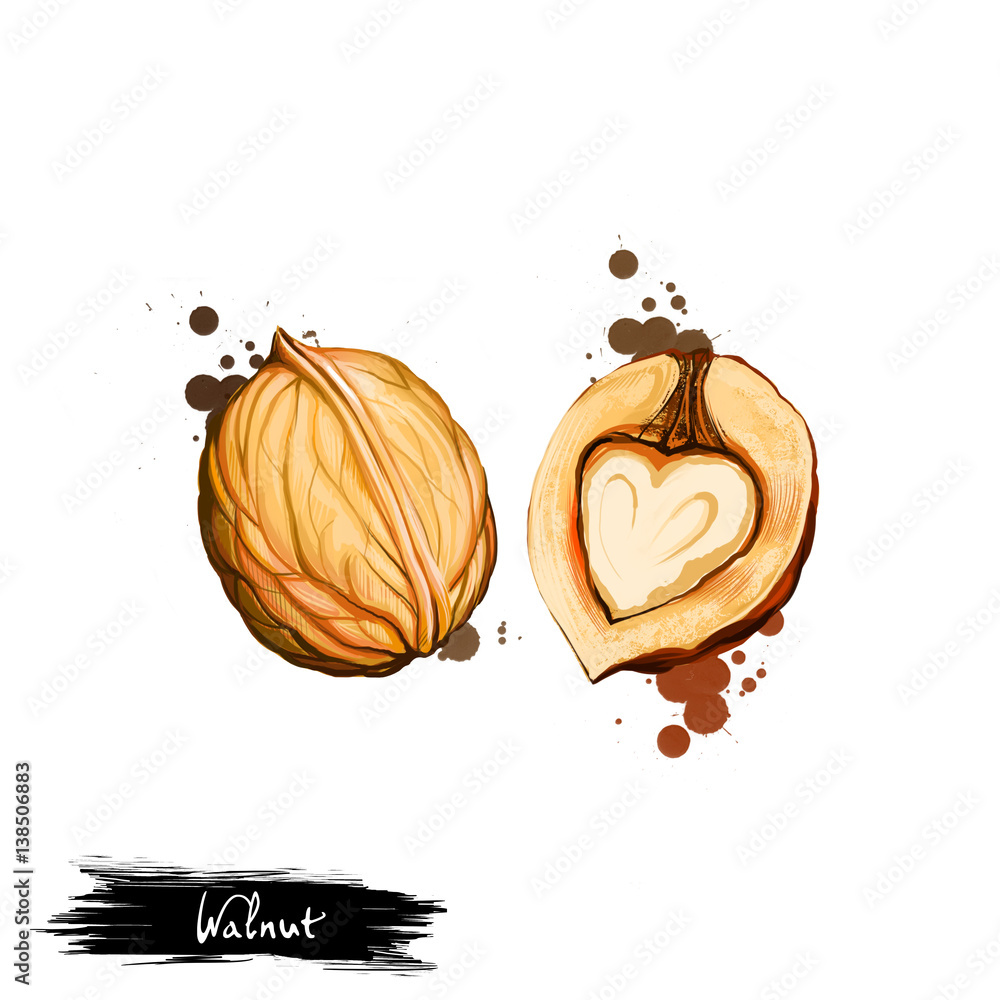 Walnut Clip Art