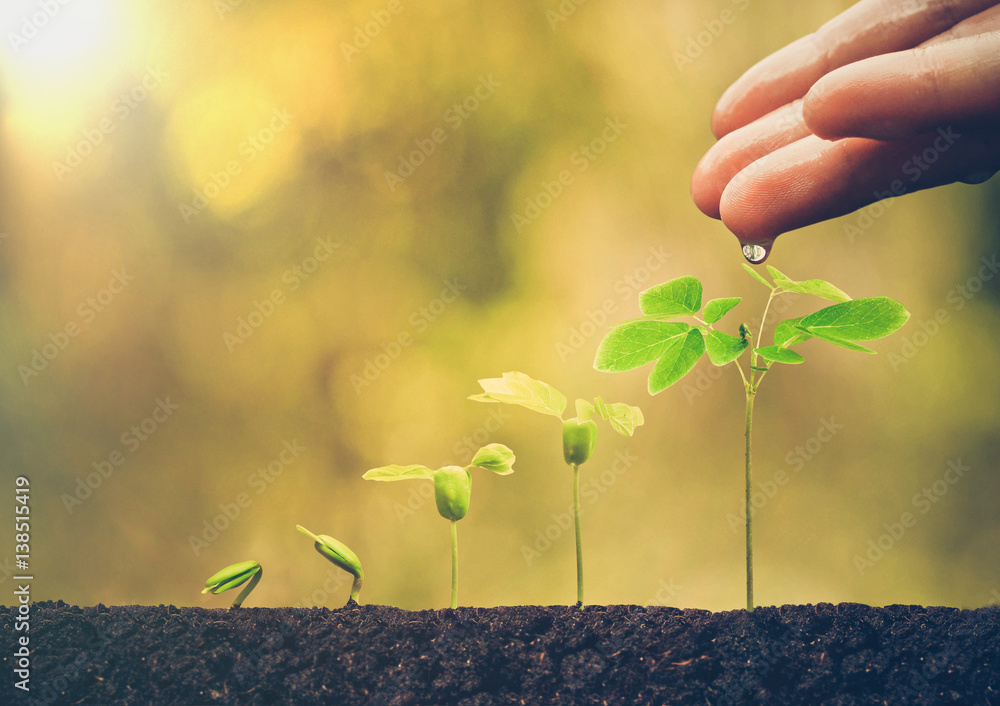 Agriculture. Plant seedling. Hand nurturing and watering young baby ...