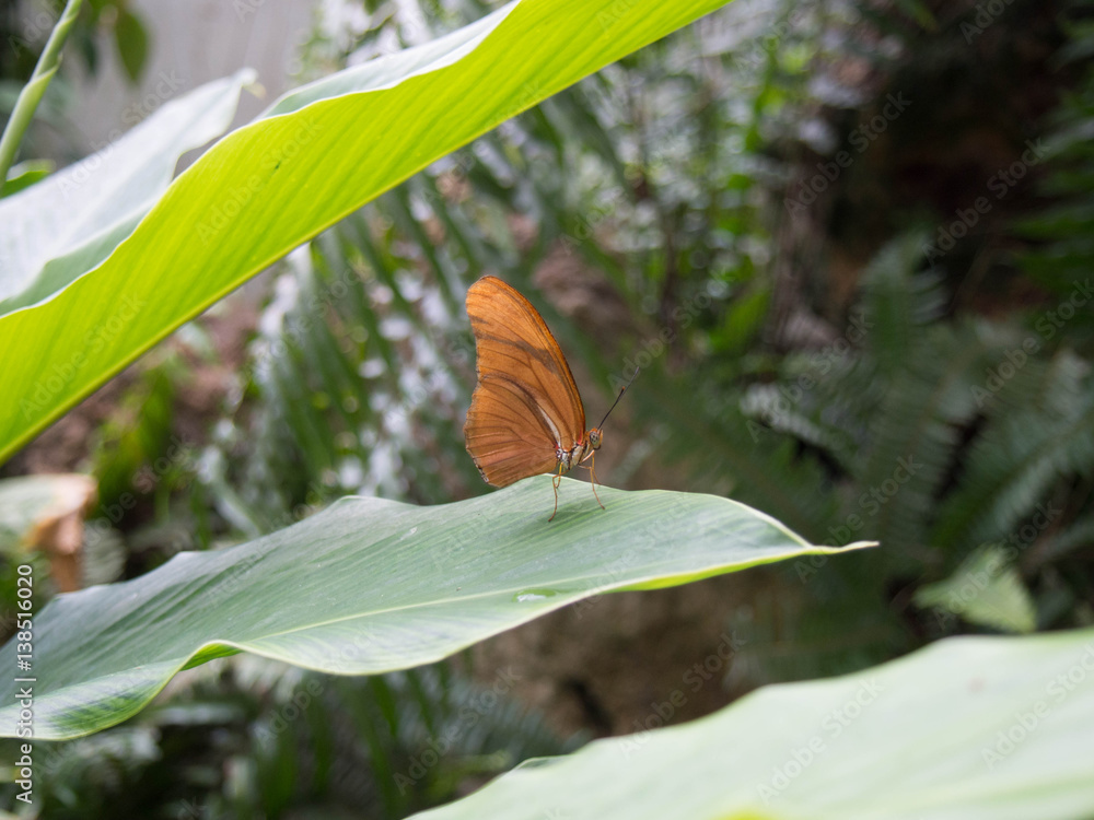 Butterfly Landing Stock Photo | Adobe Stock