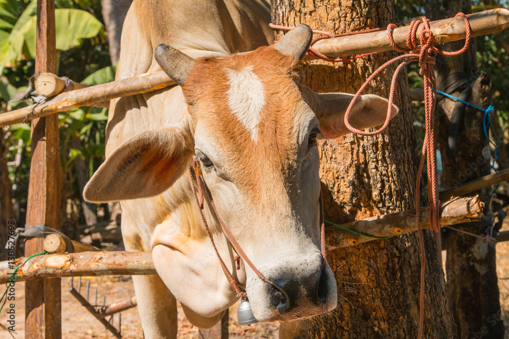 cows in thailand,artificial insemination fertilization at agriculture ...