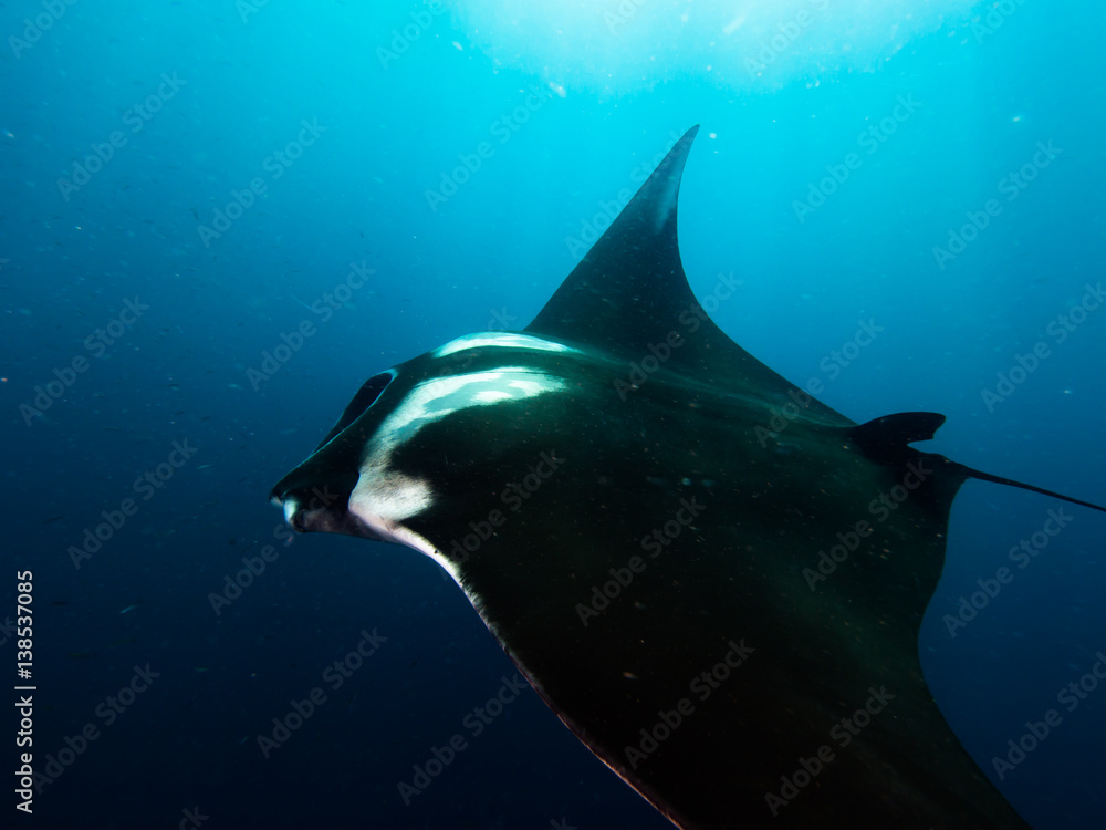 Giant Manta ray on getting cleaned on cleaning station on a coral reef ...