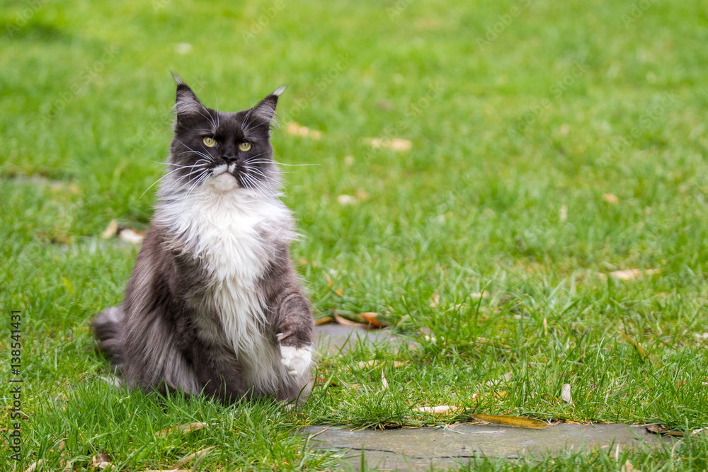 Maine-Coon Katze Stock Photo | Adobe Stock