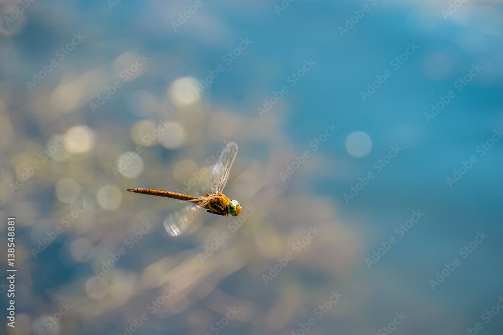 Macro picture of dragonfly flying on the water Stock Photo | Adobe Stock