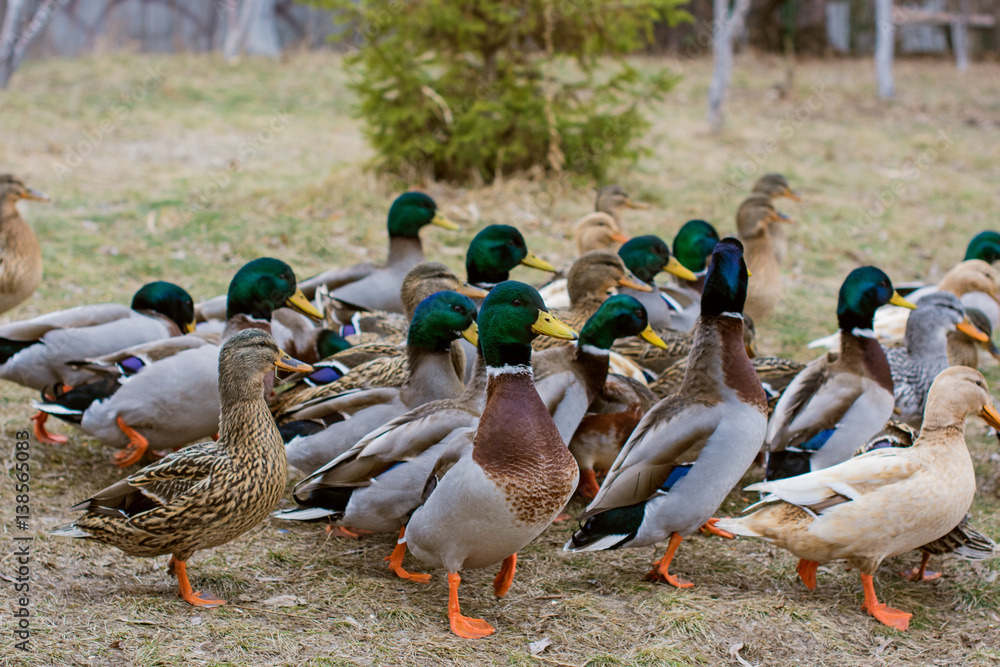 Many ducks in outside Stock Photo | Adobe Stock
