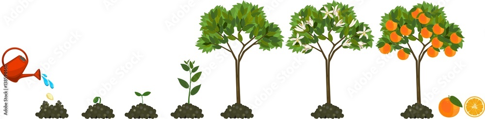 Plant growing from seed to orange tree. Life cycle plant Stock Vector ...