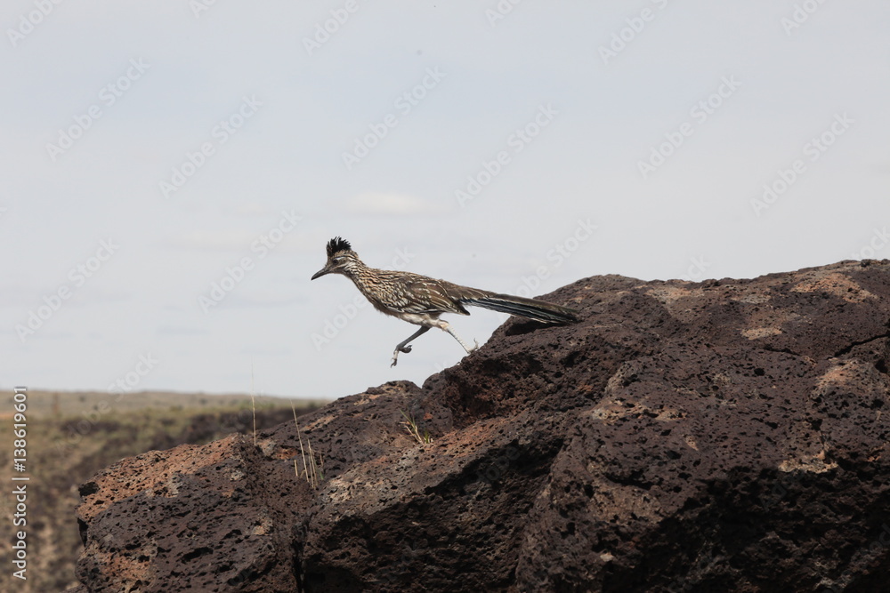Roadrunner at point of takeoff Stock Photo | Adobe Stock