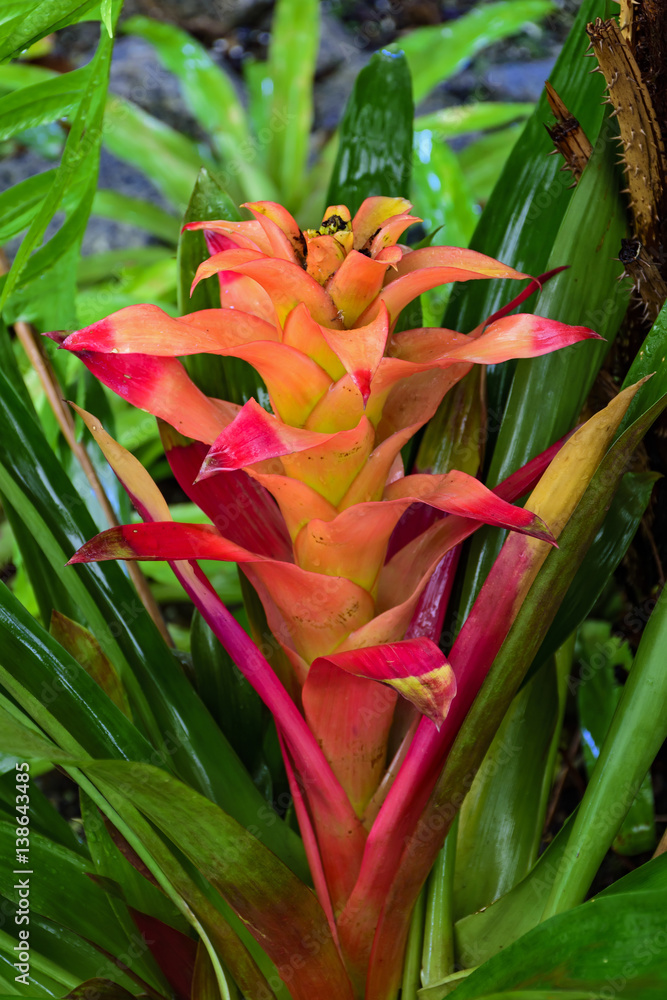 Detail of bromelia with its leaves, flower, colors and texture features ...