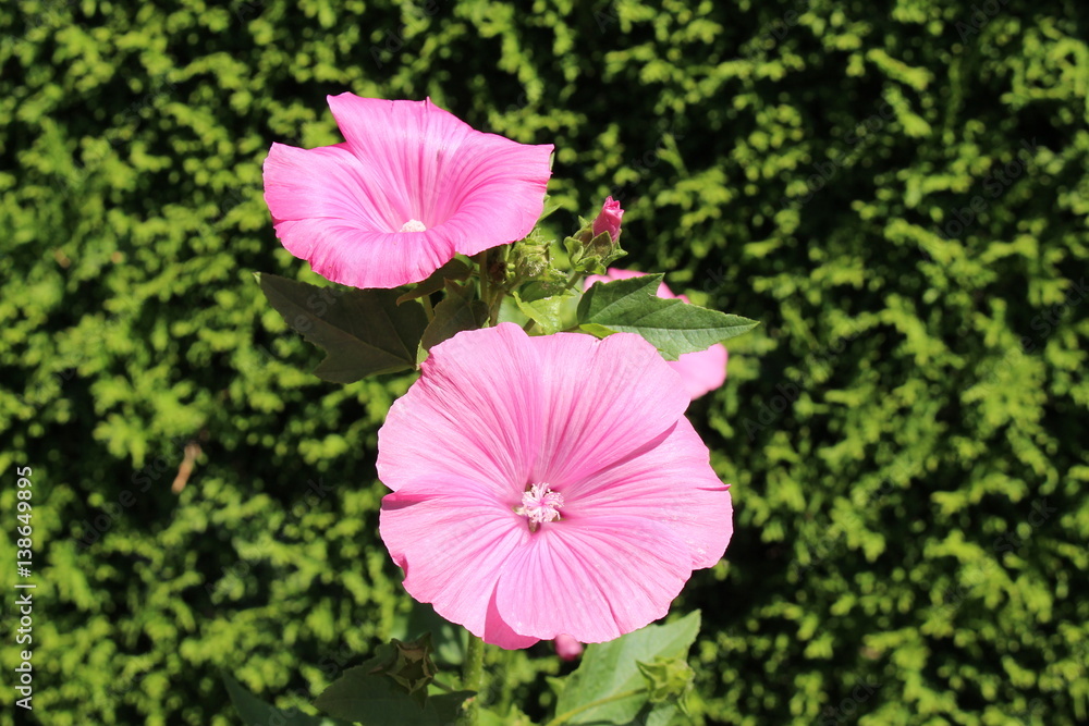 Foto de Pink "Rose Mallow" flower (or Annual Mallow, Royal Mallow ...