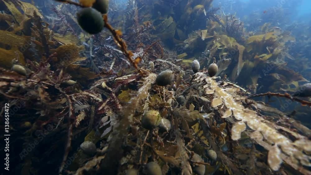 Flapjack brown seaweed moving with current at Goat Island marine ...