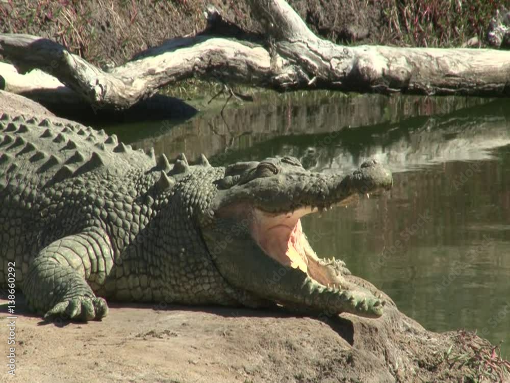 Injured crocodile with his mouth opened Stock Video | Adobe Stock