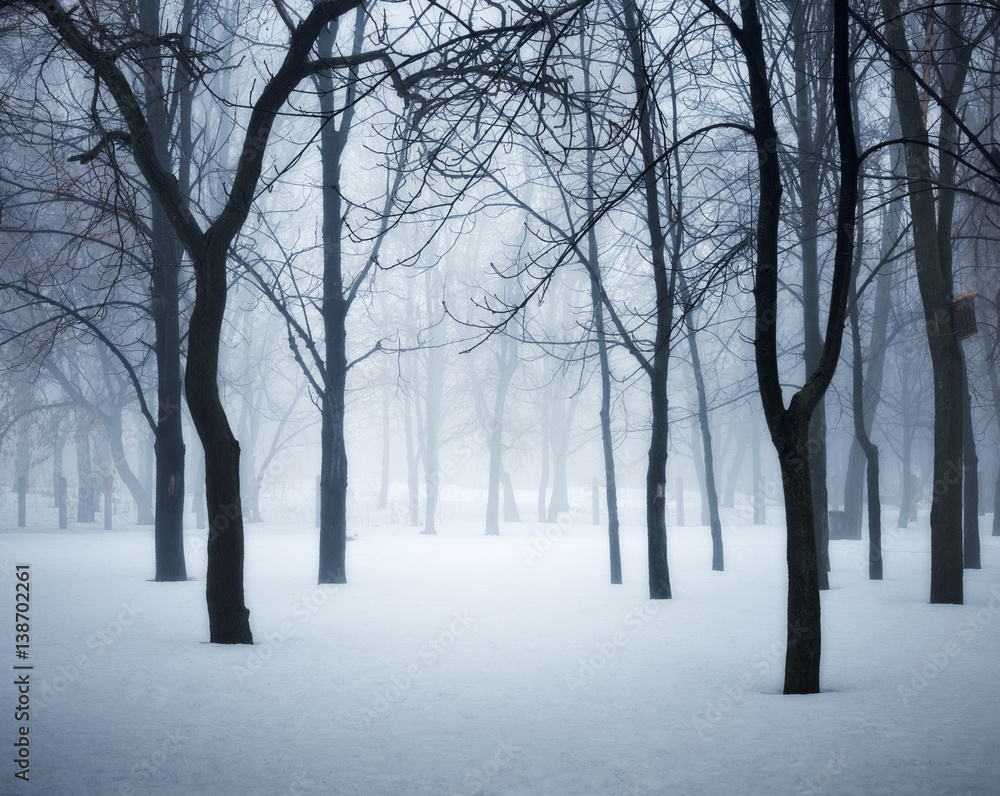 Winter forest in fog. Foggy trees in the cold morning. Enchanted misty ...
