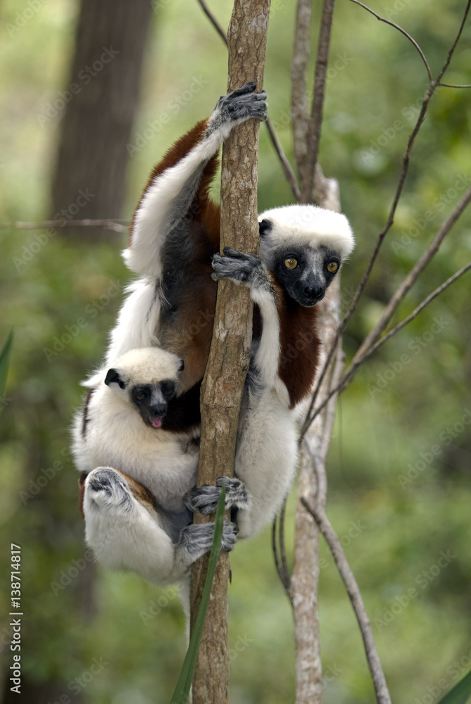 Propithèque de Coquerel, femelle et jeune, Sifaka de Coquerel, Lémurien ...