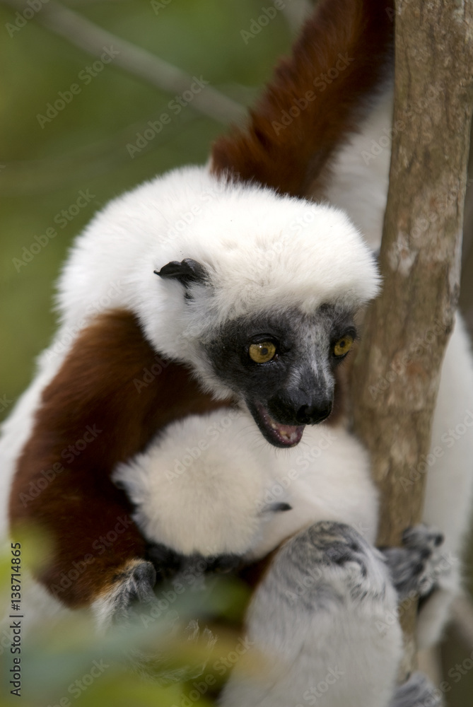 Propithèque de Coquerel, femelle et jeune, Sifaka de Coquerel, Lémurien ...