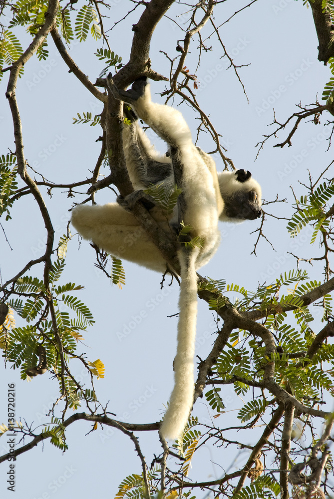 Foto de Propithèque de Coquerel, Sifaka de Coquerel, Lémurien ...