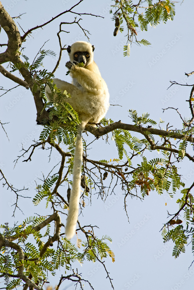 Propithèque de Coquerel, Sifaka de Coquerel, Lémurien, Propithecus ...
