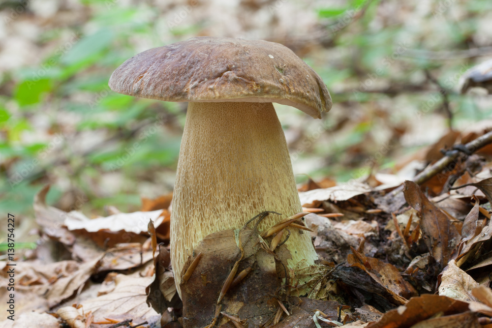 Boletus reticulatus (also known as Boletus aestivalis). Photo has been ...