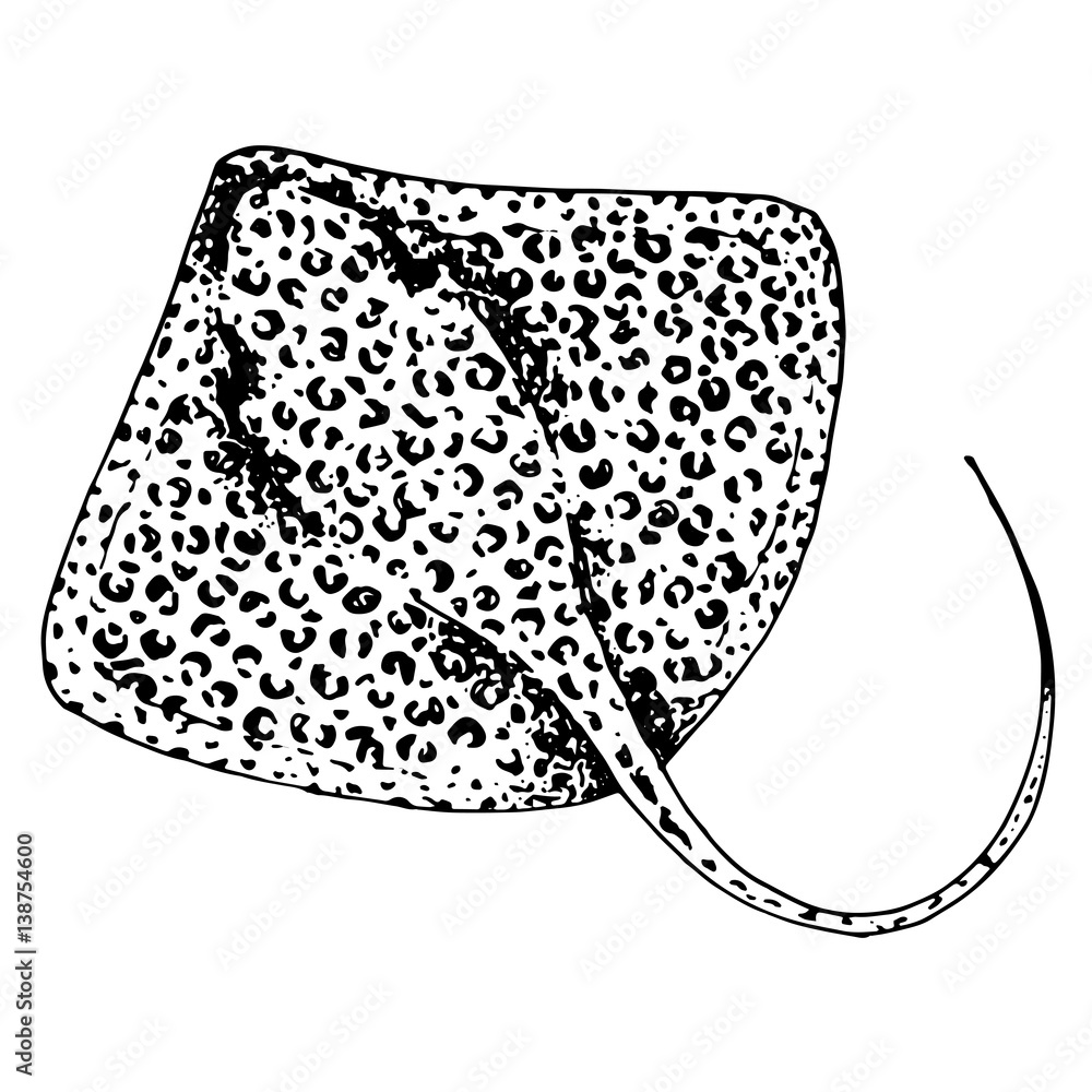 Vector stingray, ray fish illustration. Animal in the wild - hand drawn ...