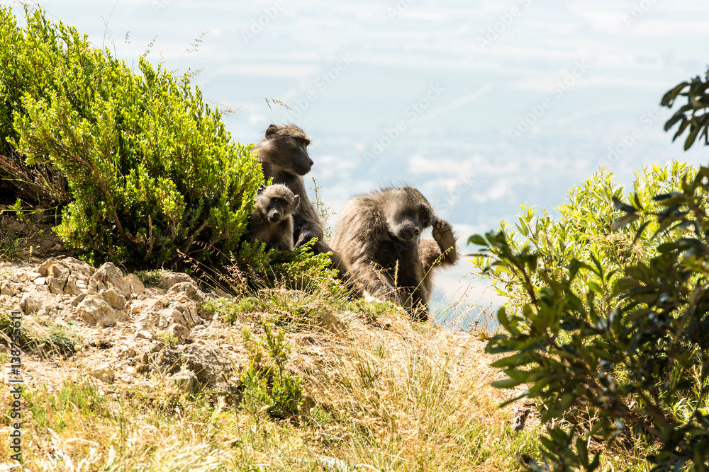 African Baboon family Stock Photo | Adobe Stock