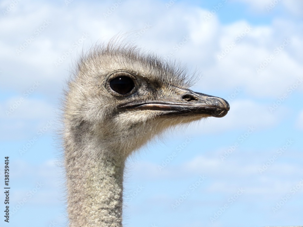 Charente-Maritime - Tête d'Autruche de profil, Stock Photo | Adobe Stock