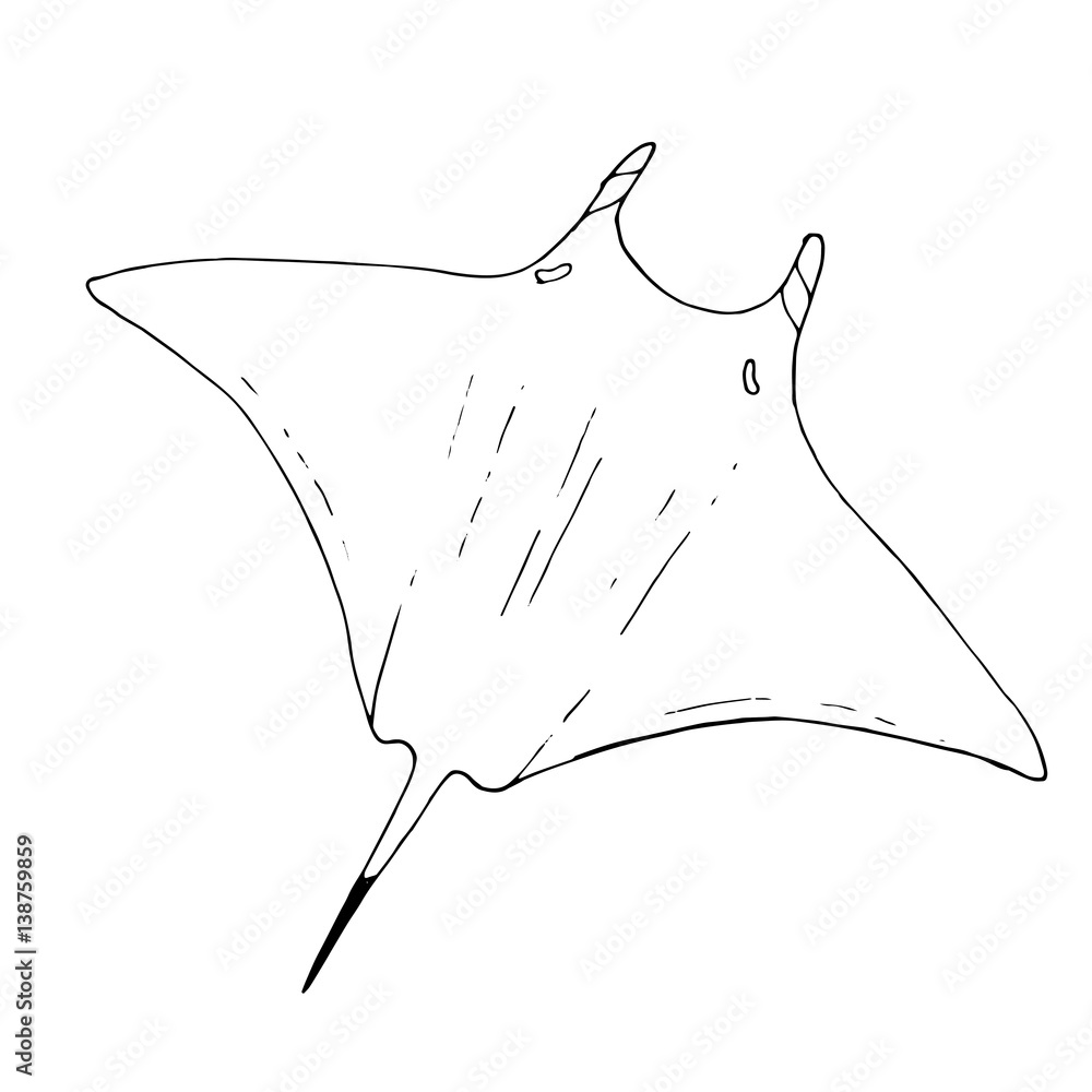 Vector stingray, ray fish illustration. Animal in the wild - hand drawn ...