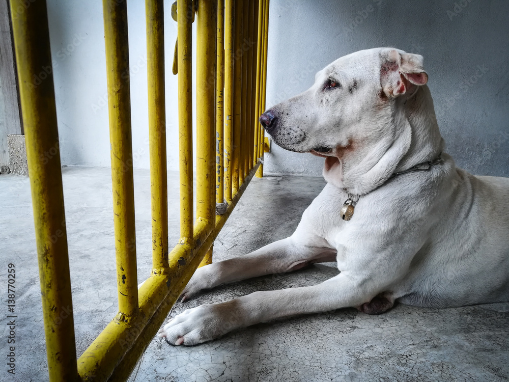waiting dog Stock Photo | Adobe Stock