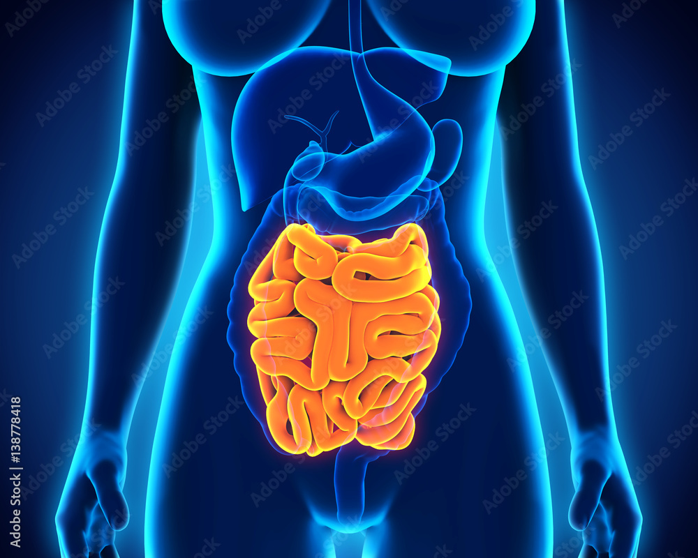 Human Small Intestine Anatomy Stock Illustration | Adobe Stock