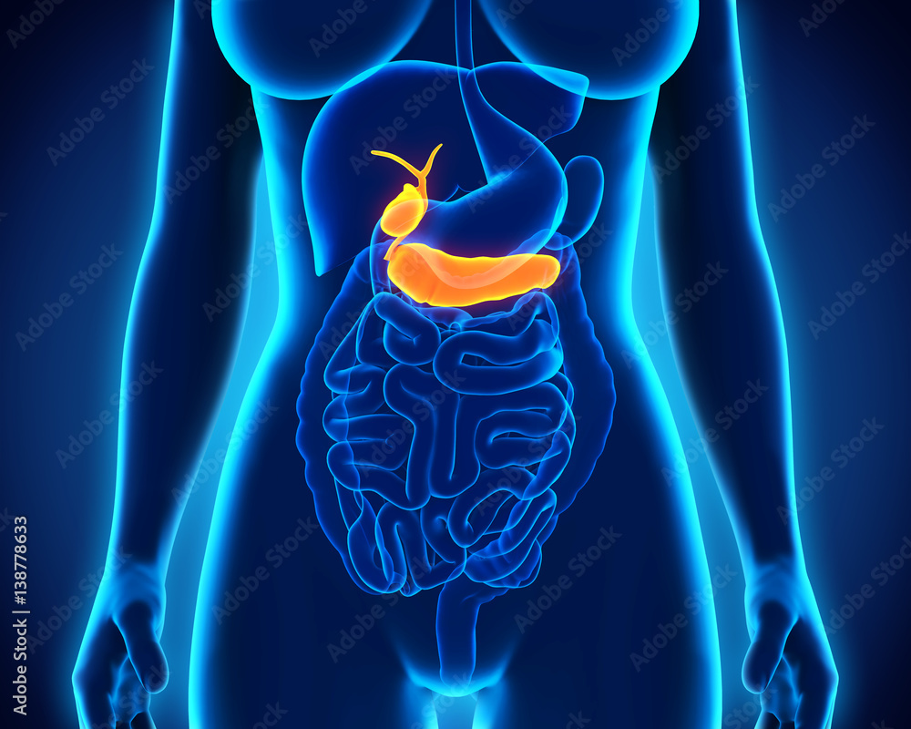 Human Gallbladder and Pancreas Anatomy Stock Illustration | Adobe Stock
