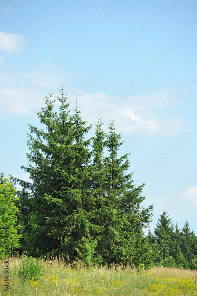 Evergreen fir tree Stock-Foto | Adobe Stock