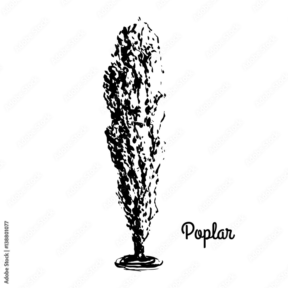 Vector sketch illustration. Black silhouette of Poplar tree isolated on ...