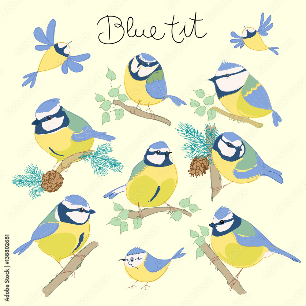 Cartoon birds. Blue tit set. Vector illustration Stock Vector | Adobe Stock