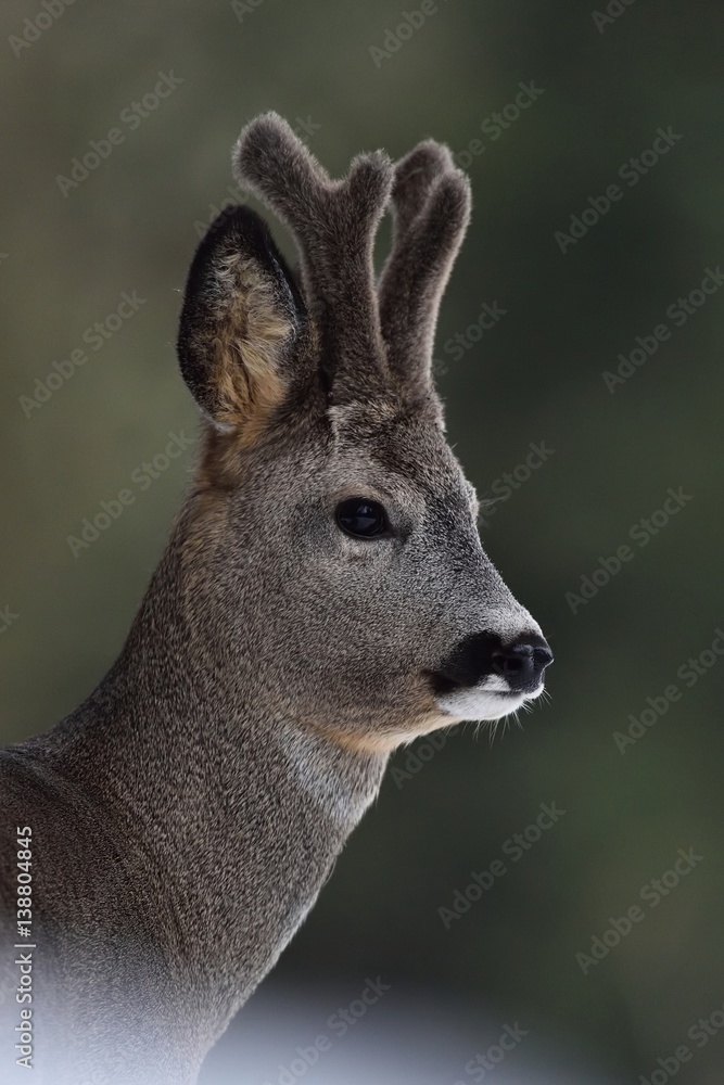 Roebuck portrait. Roe deer portrait. Wild animal portrait. Roebuck with ...