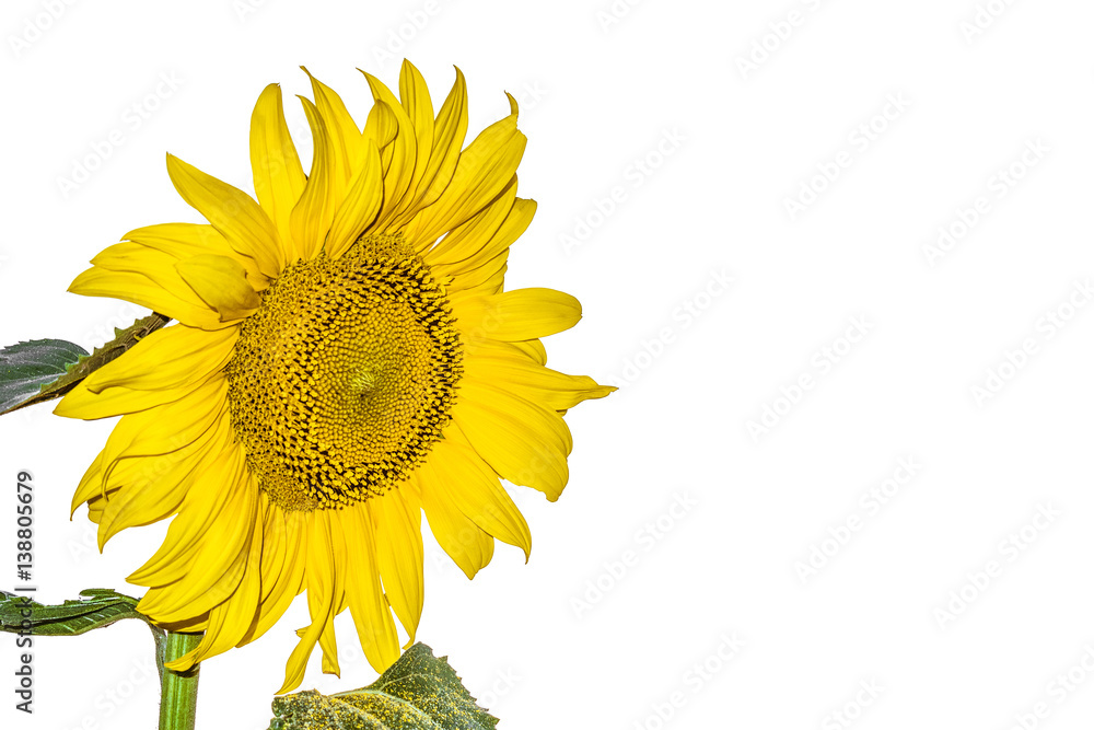 Blooming sunflower isolated on white background. Agricultural natural ...