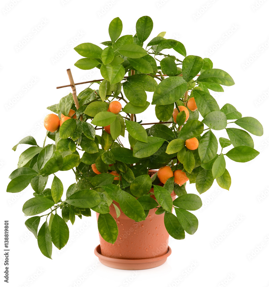 Small tangerines Stock Photo | Adobe Stock