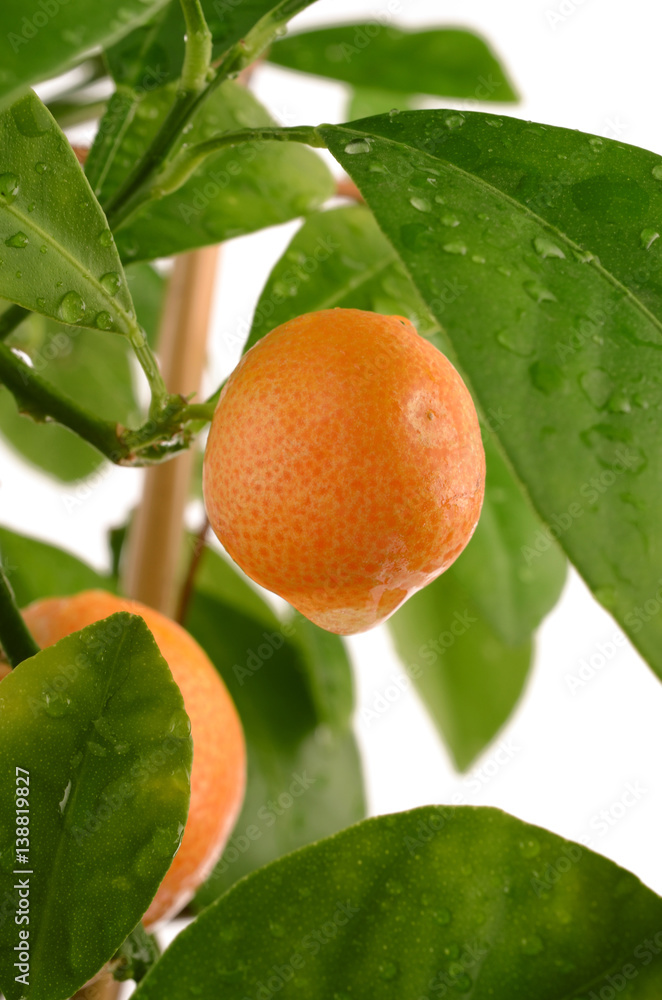 Small tangerines Stock Photo | Adobe Stock
