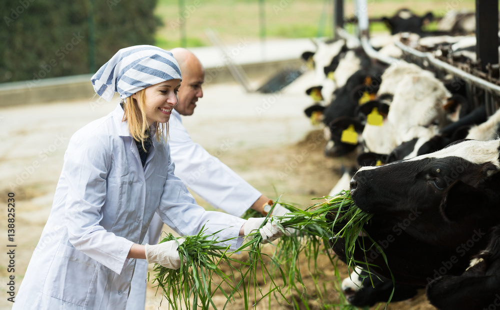 Workers taking care of cows Stock Photo | Adobe Stock