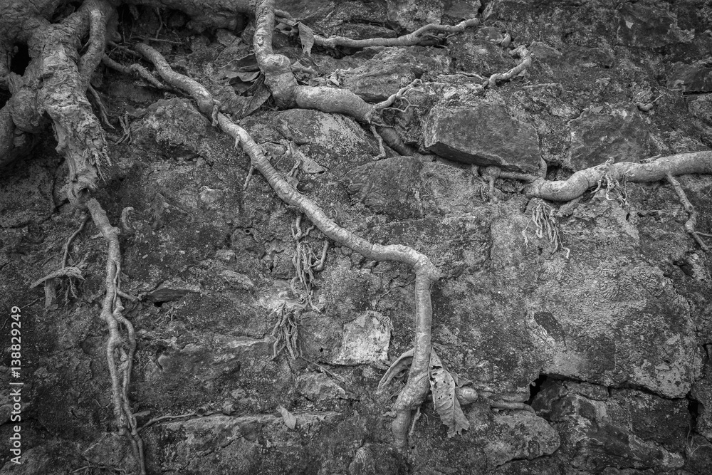 Fototapeta Urban Jungle dark tree roots curve on dry land | Fototapety